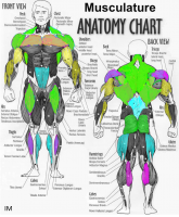 A Look at Swimmer Muscles by Stroke