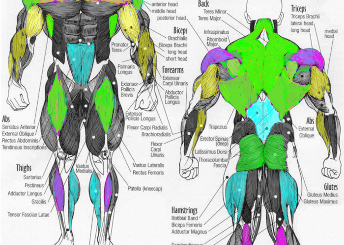 A Look at Swimmer Muscles by Stroke