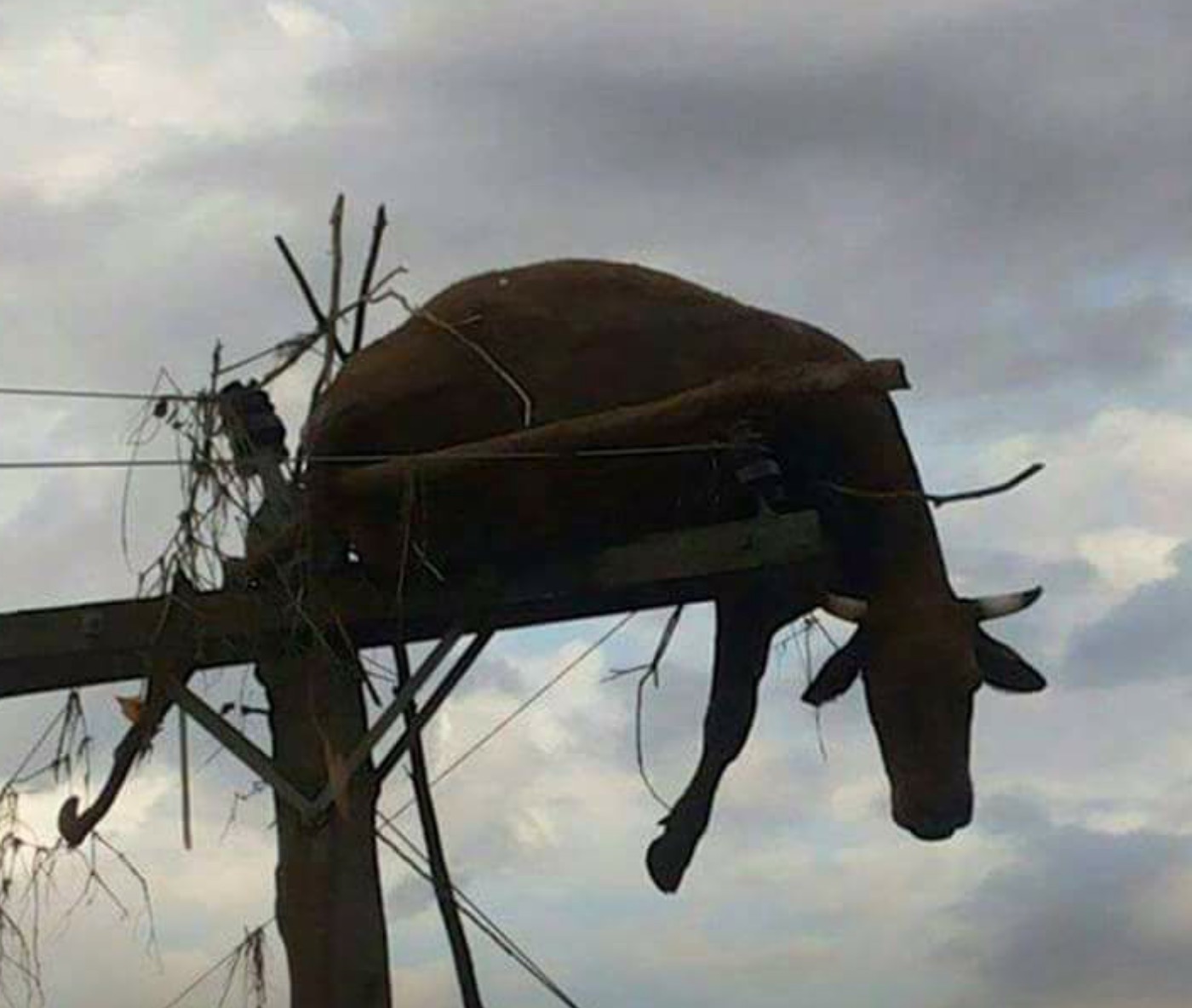 1980, 1984 Olympian Jesse Vassallo Calling For Help With Puerto Rico ...