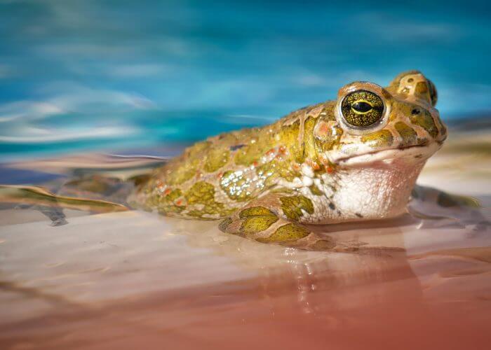 13 Weird Objects That Have Been Found in the Pool