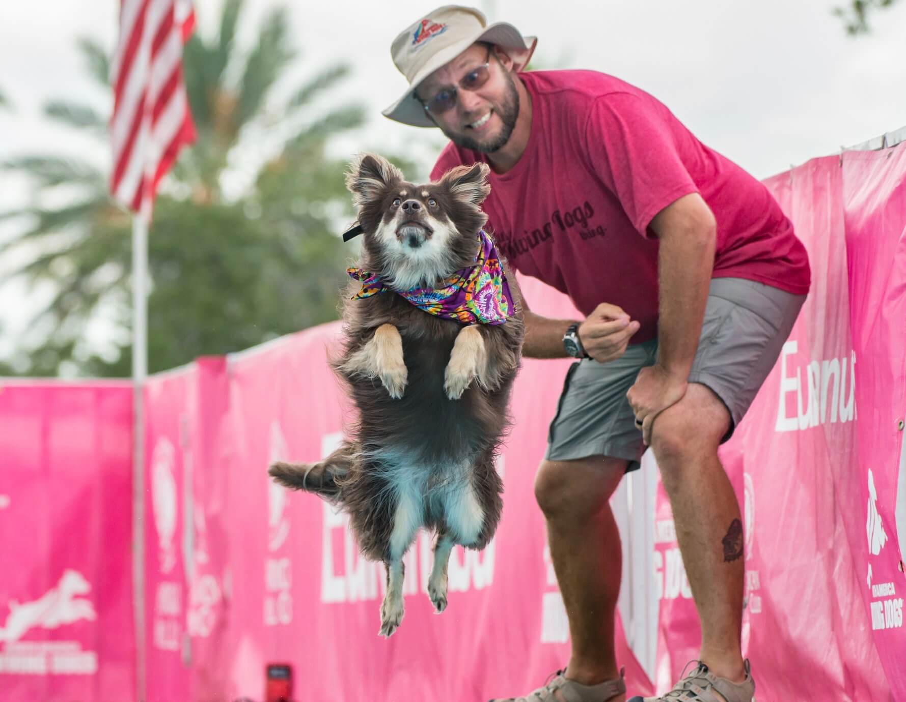 Diving Dogs: A New Twist on Fetch - Swimming World