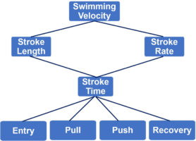 Swimming Technique Concepts: Maximizing Swimming Velocity Part 2 - Stroke Cycle Phase